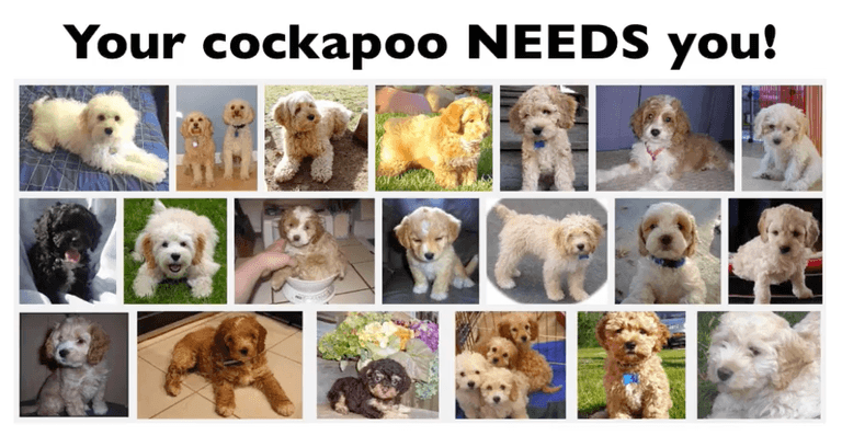 cockapoo-grooming-video-thumbnail – Cockapoo Grooming Secrets [Maltipoo ...